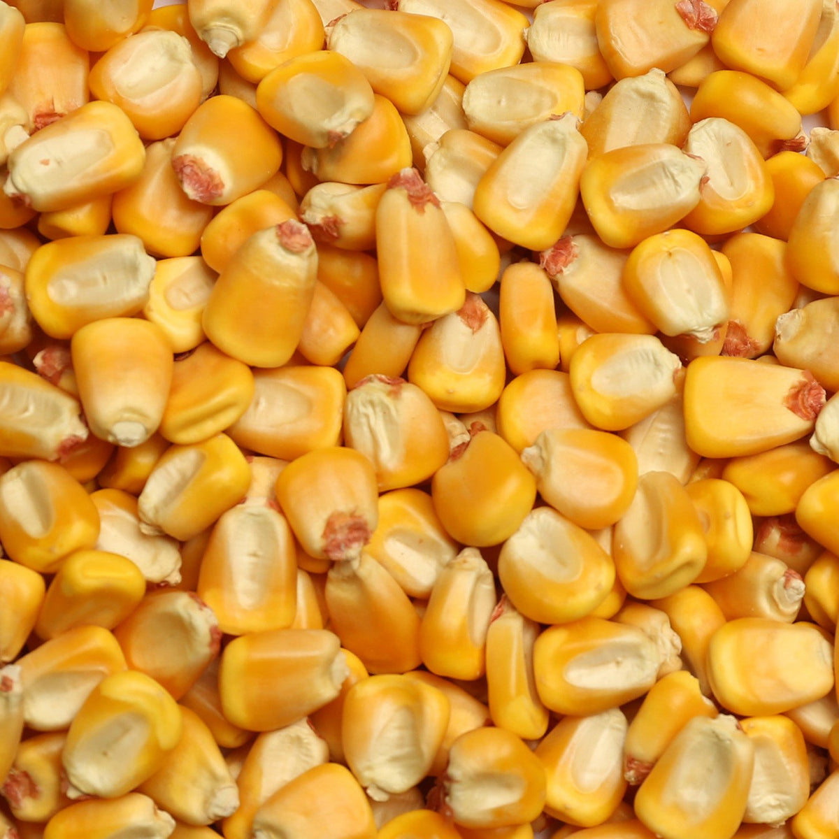 LUX TRANSITIONAL WHOLE CORN – Luxemburg Feed Services